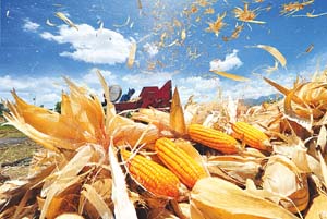 Cagayan Valley: Grains Granary of the Philippines | Leonardo Perante II