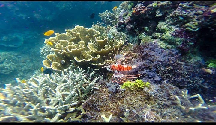 ShORe story: Assessing corals and educating the public | BusinessMirror