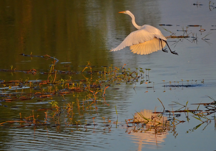 Saving Candaba swamp | Jonathan L. Mayuga