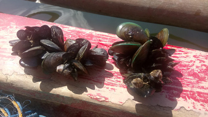 Fake ‘tahong’ invades Bacoor mussel farms | BusinessMirror