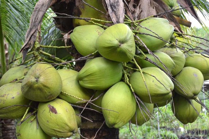 Quezon government, Searca partner for coconut industry development ...