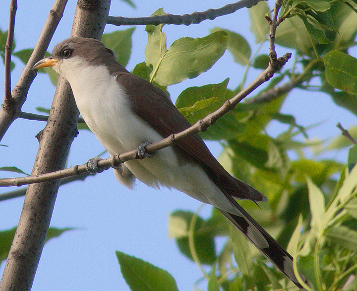 US sets aside habitat critical for survival of rare songbird | The ...