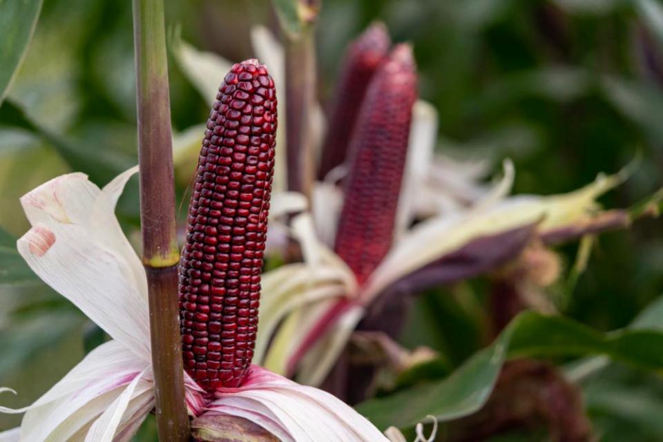 THE POWER OF PURPLE | Why more farmers should grow this purple corn ...