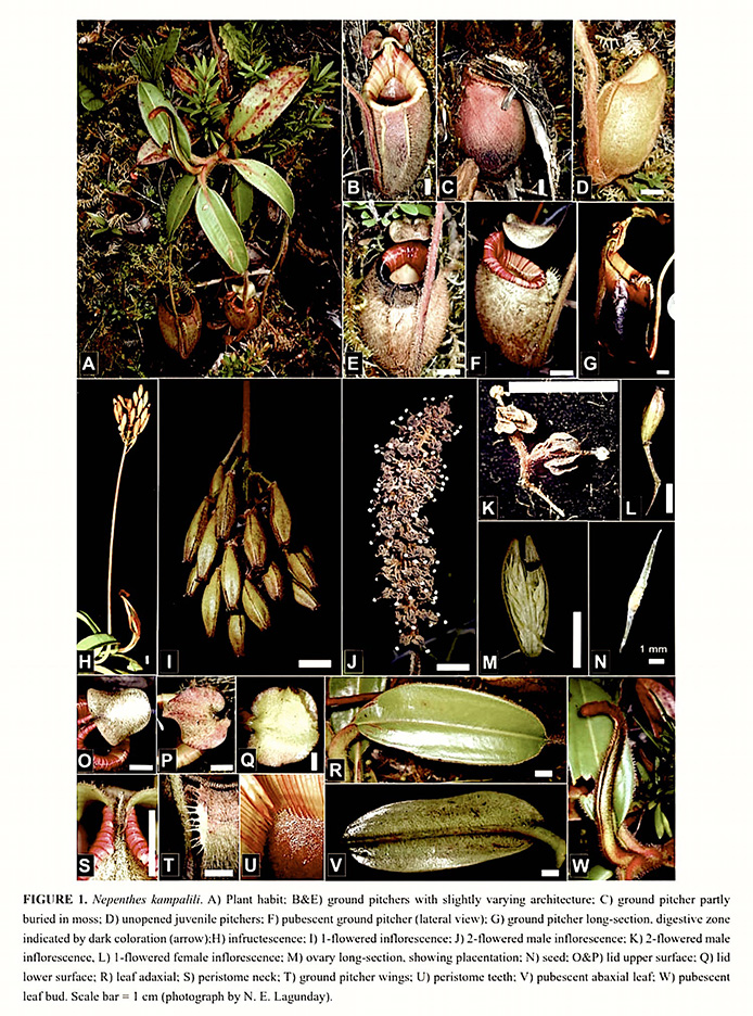 Mt. Kampalili yields unique pitcher plant | Jonathan L. Mayuga