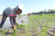 Palace warns rice traders as farmers hit by low farmgate | Samuel P ...