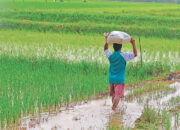 Costly fertilizer seen cutting rice, corn output | Ada Pelonia