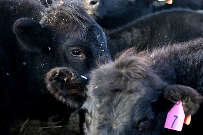 USDA lowers cattle price outlook after Tyson beef plant closure ...
