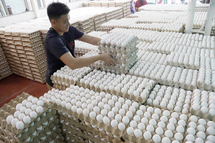 Egg glut prompts raisers to cull layers—PEBA | Ada Pelonia